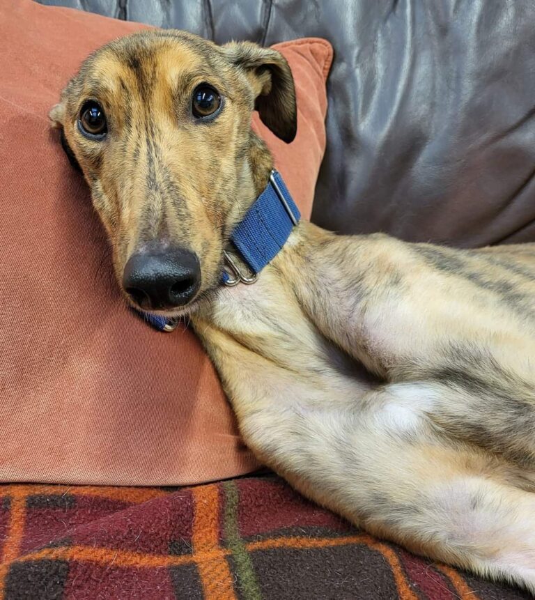 Home - Greyhound Gap