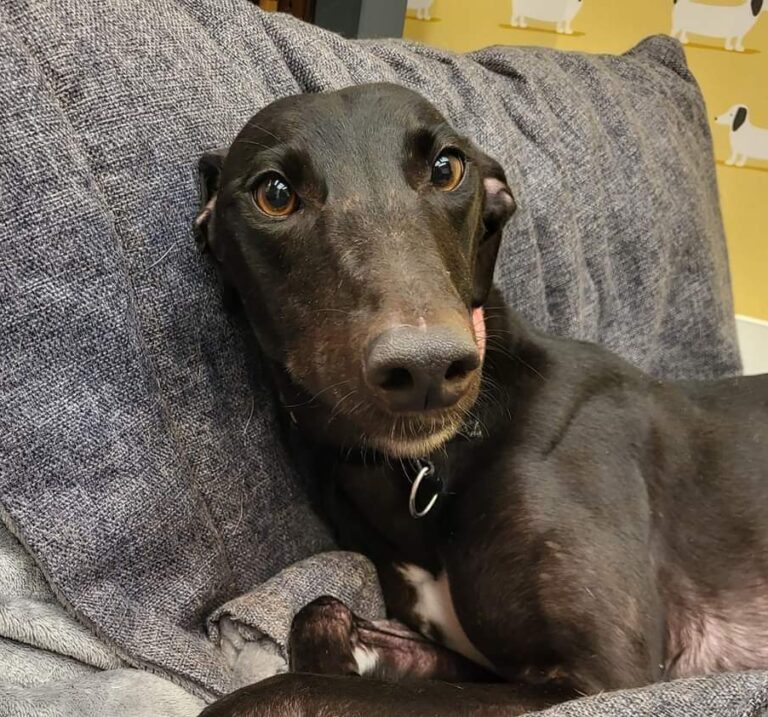 Home - Greyhound Gap